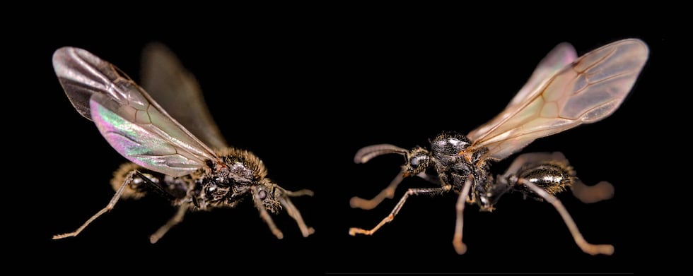 ‘Messor ibericus’: The ant that lays eggs of two different species | Science | EL PAÍS English