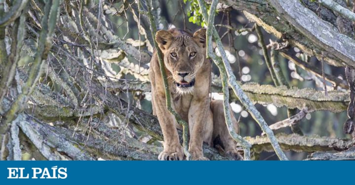 Una guerra entre humanos y leones | Planeta Futuro | EL PAÍS