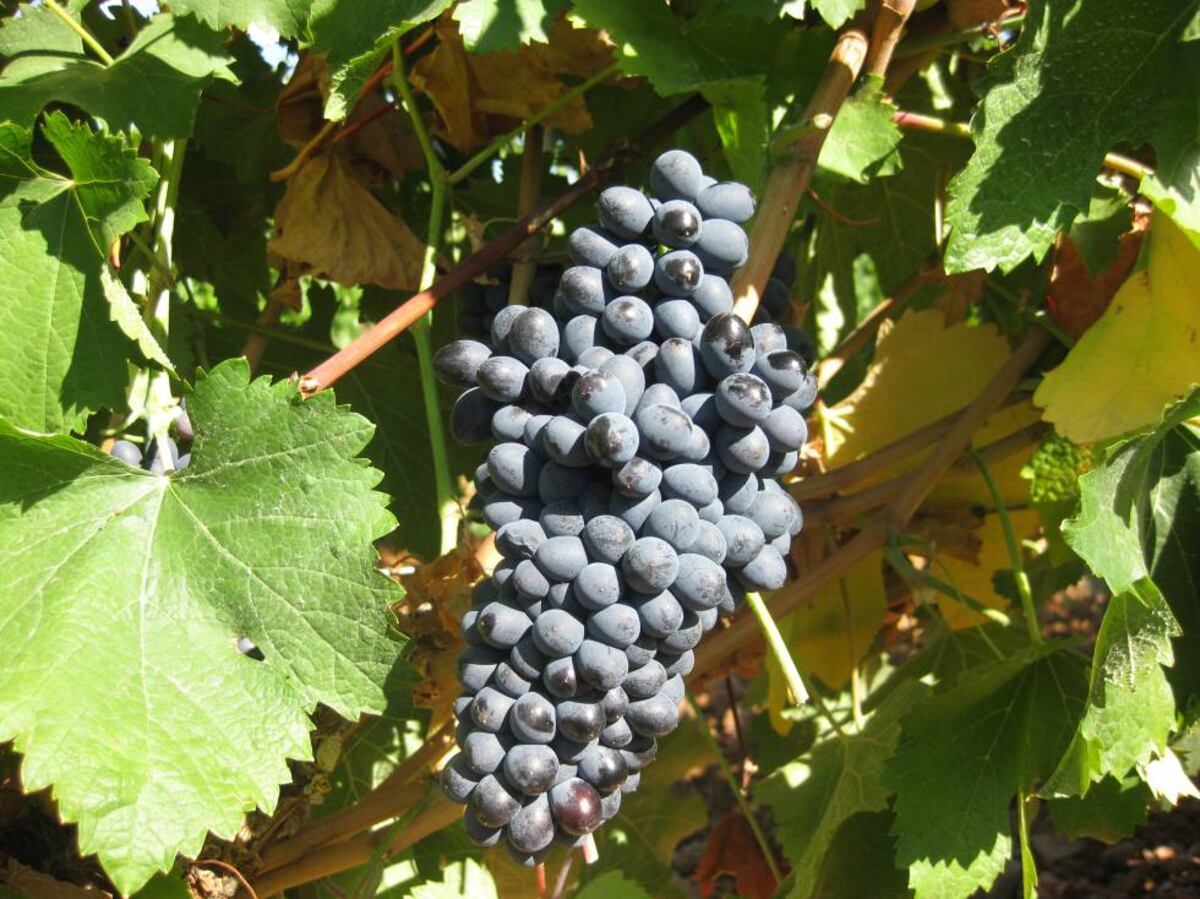 Prieto picudo y albarín, las uvas de moda | Empresas | Cinco Días