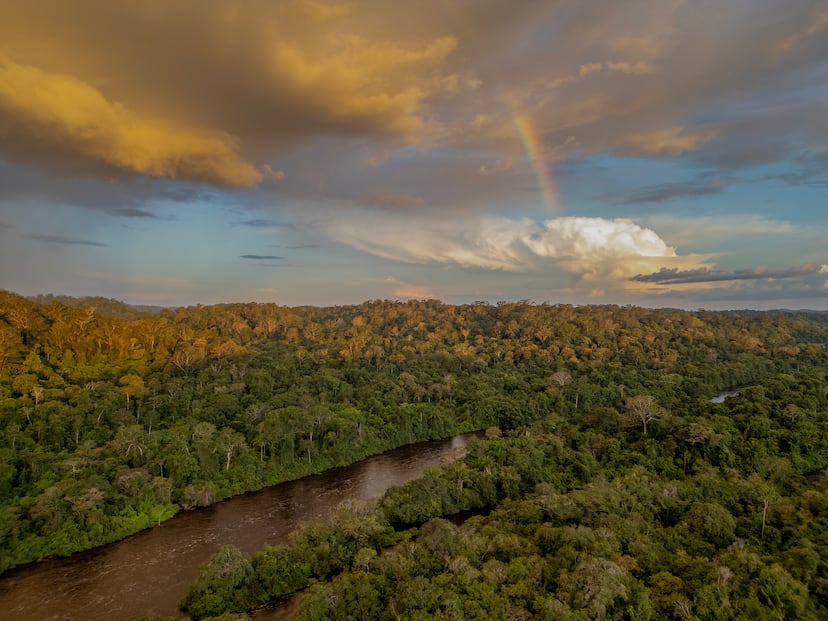 La expedición que buscaba el árbol más alto de Amazonia y encontró un ...