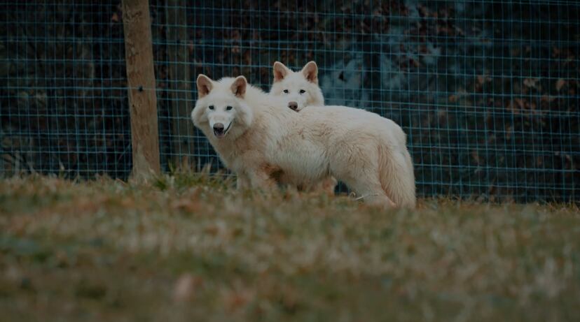 The company that created woolly mice announces the ‘de-extinction’ of ...