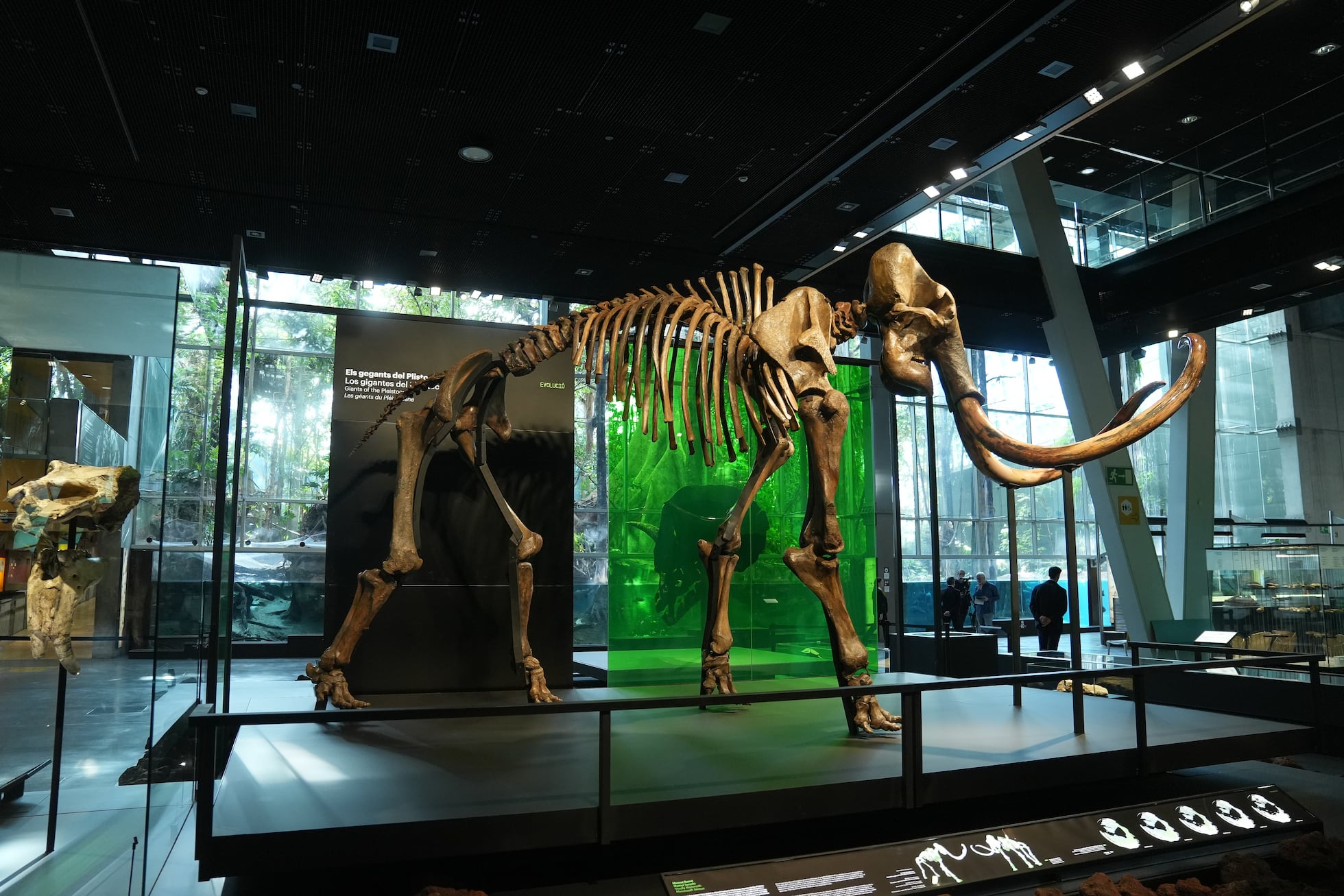 El mamut ya está en casa | Noticias de Cataluña | EL PAÍS
