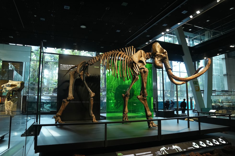 El mamut ya está en casa | Noticias de Cataluña | EL PAÍS