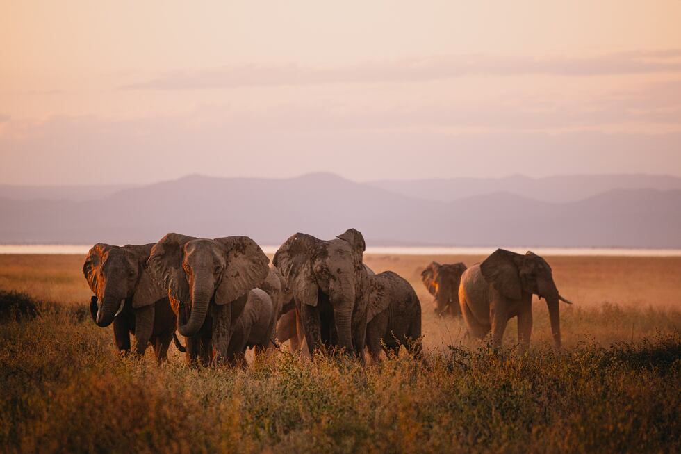 Increasing clashes between elephants and humans in Zimbabwe highlight ...