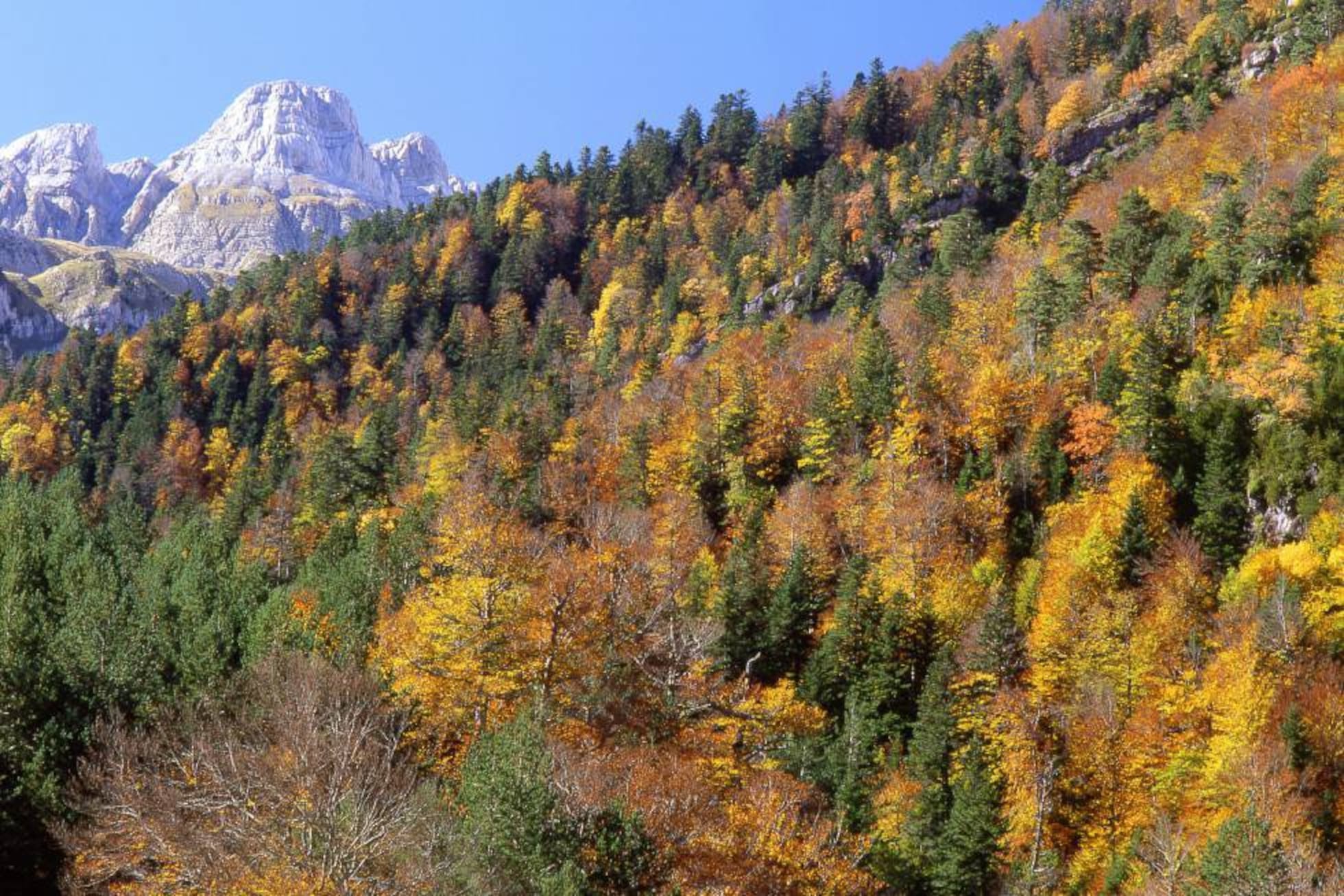 Travel in Spain In photos: 10 fabulous forests to visit in Spain: In ...