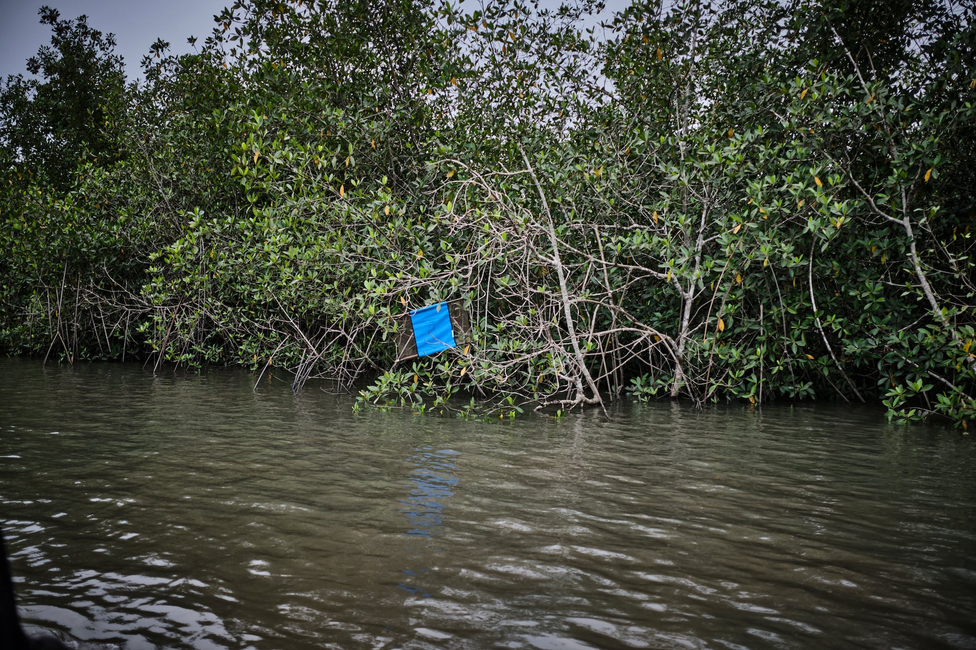 ‘The tsetse fly is attracted to the color blue’: How Guinea has managed ...