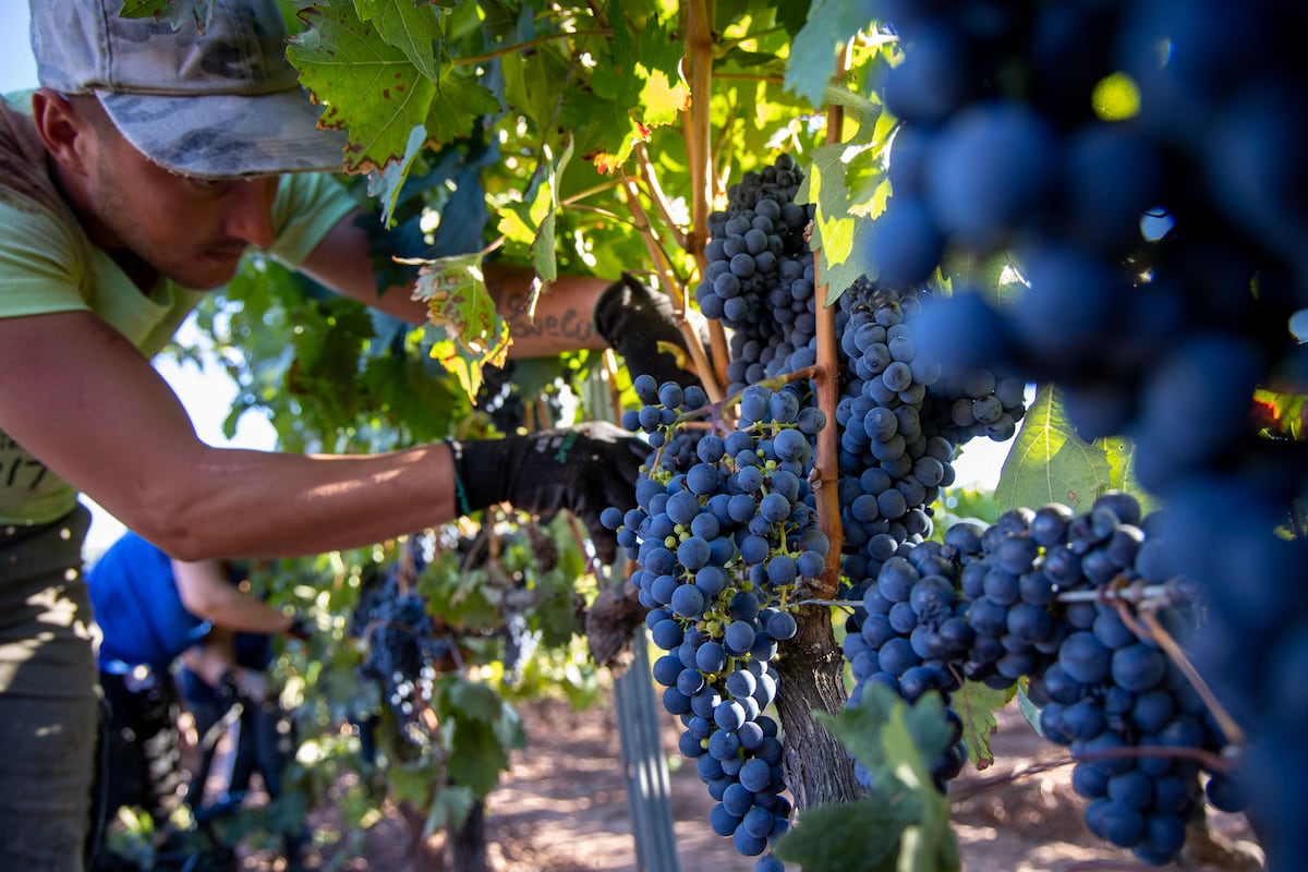 El líder español en uvas sin pepita sale a la venta por 400 millones ...