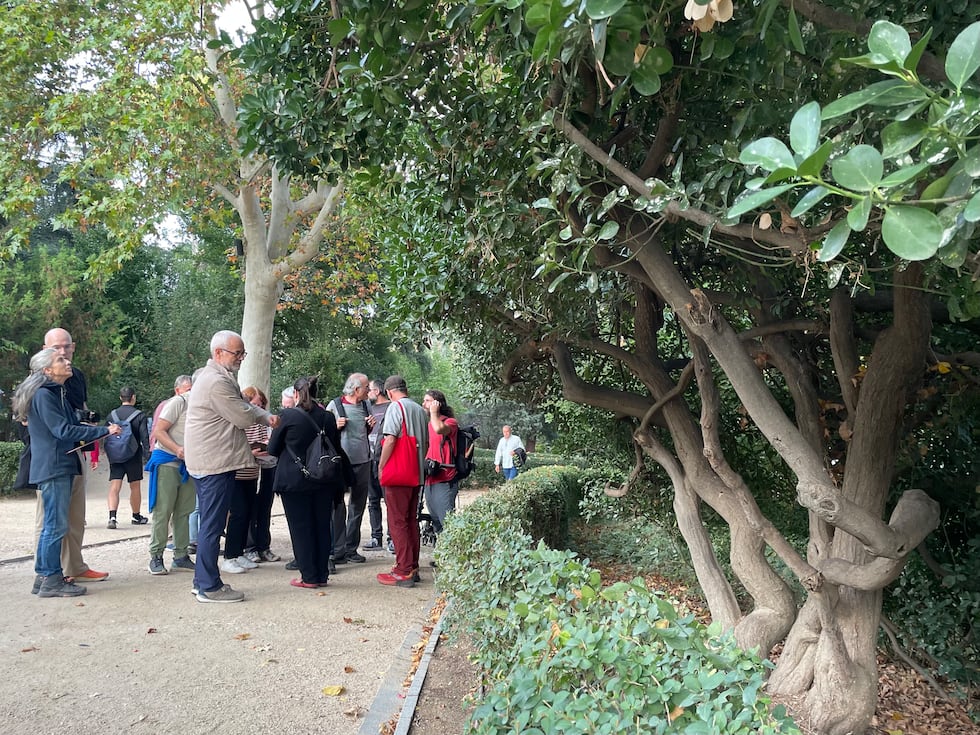 Una “comunidad del árbol” para salvar los ejemplares más singulares de ...