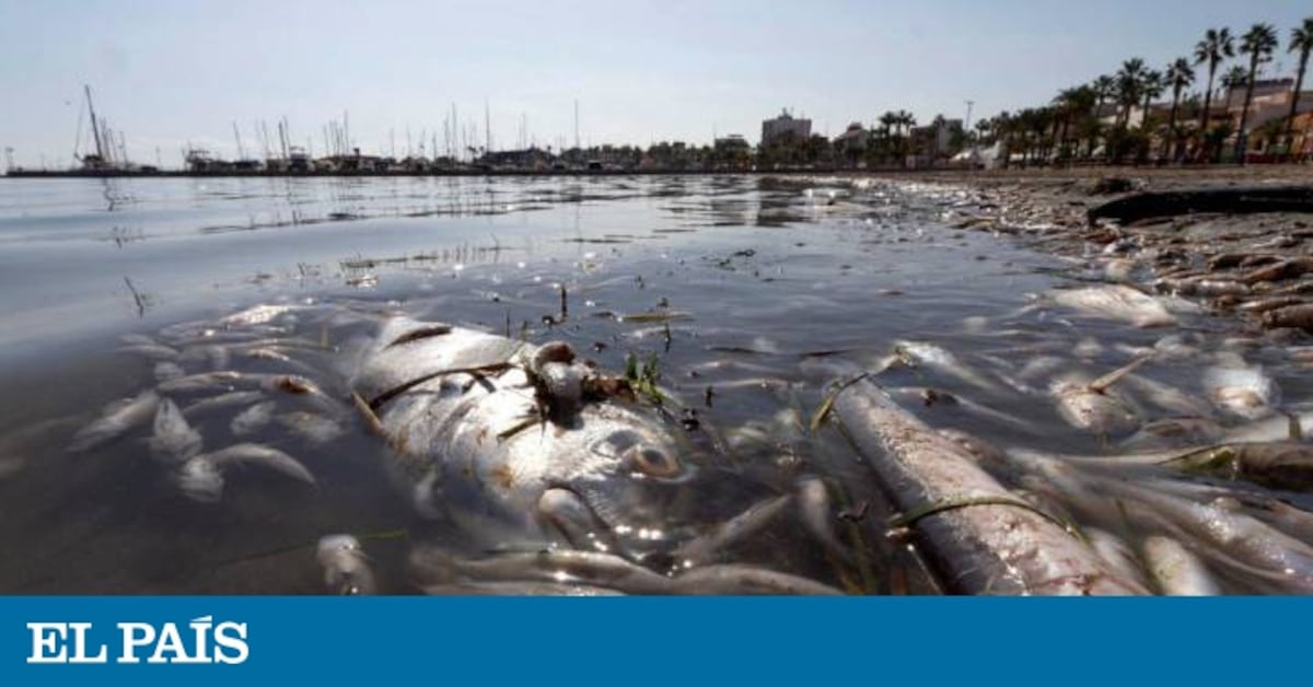 Sea pollution in Spain: Why did thousands of dead fish wash up on Spain ...