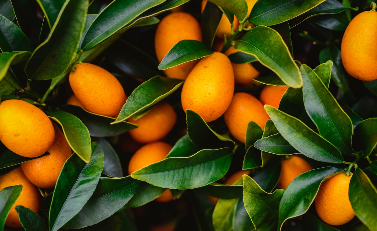 El kumquat, el ‘arbolillo chino’ cuyo fruto es un manjar | Estilo de ...