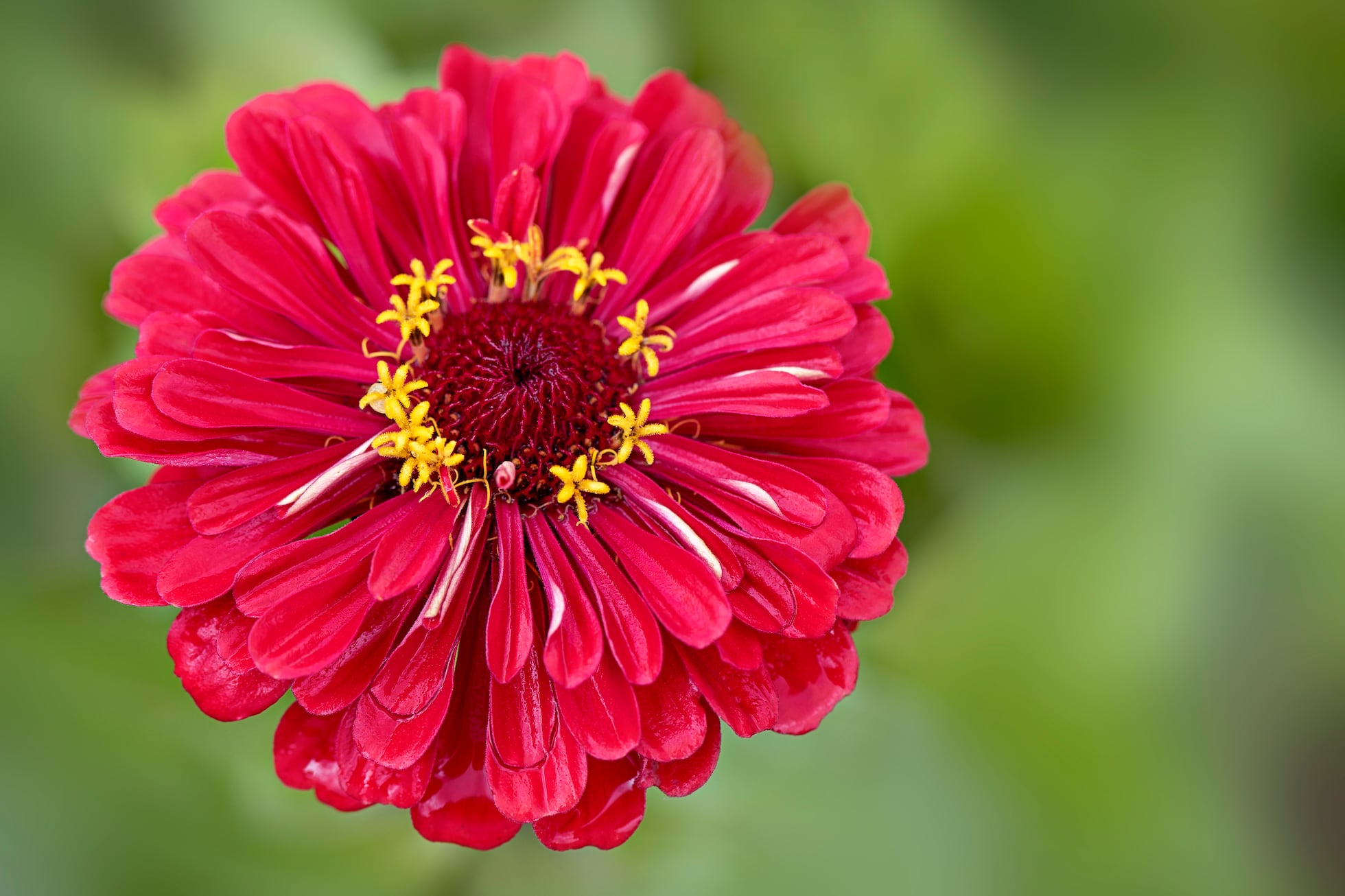 Una sola planta de zinia trae belleza, sonrisas, alimento y futuro ...