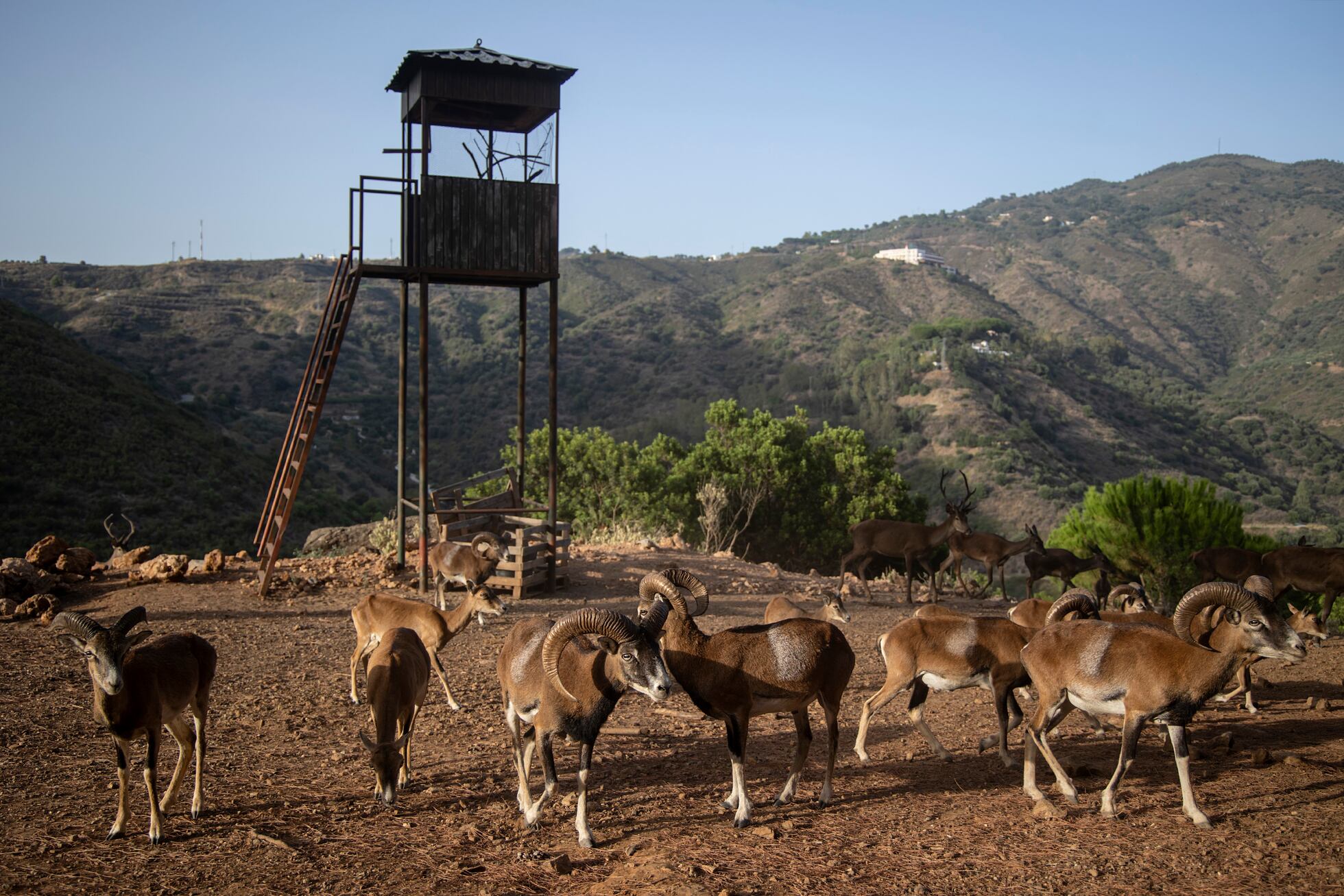 La agonía de la Eco Reserva de Ojén | España | EL PAÍS