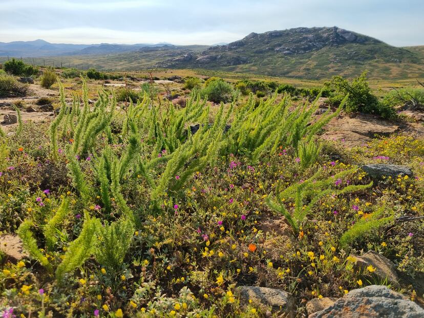 La esparraguera sudafricana: la planta cuyo verde tan fresco alegra la ...