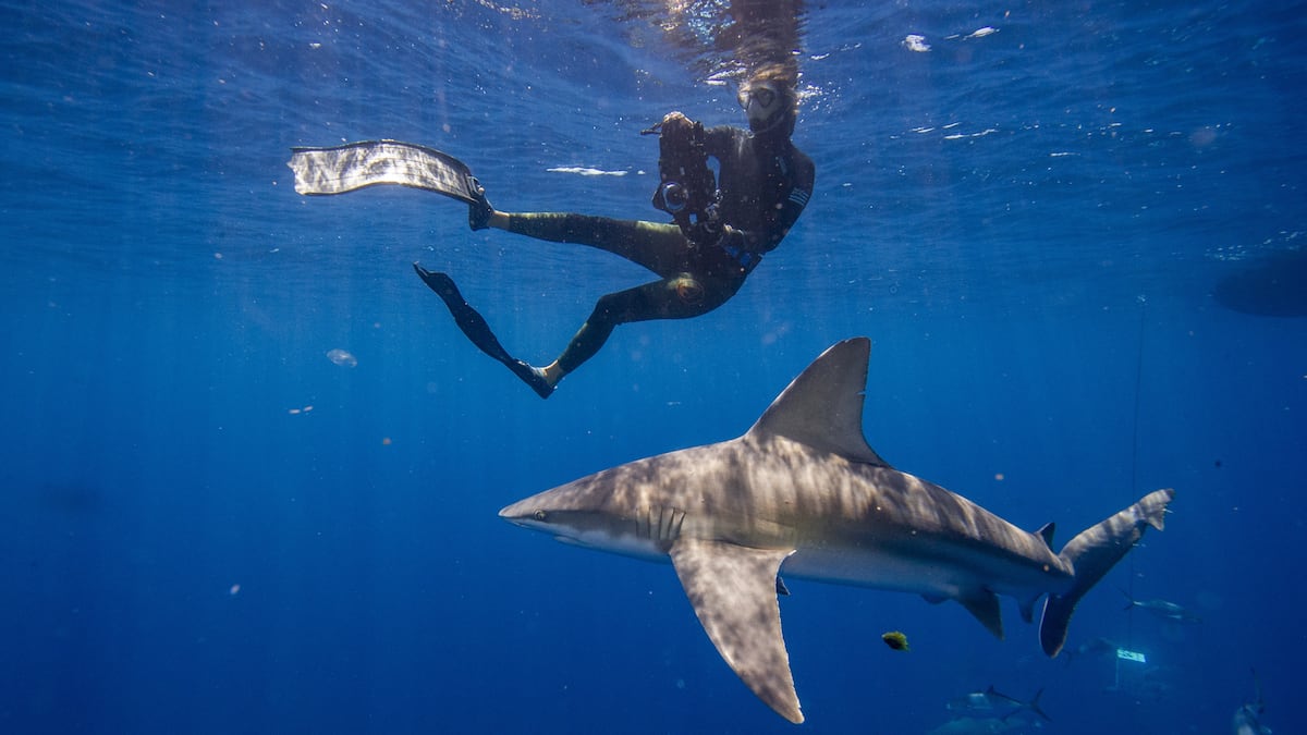 The bad luck of Tamayo Perry: The US has had 12 shark attacks so far ...