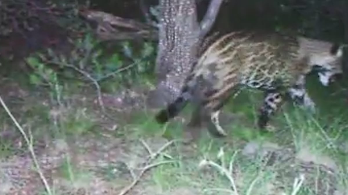 America’s famous jaguar ‘El Jefe’ shows up in Mexico | U.S. | EL PAÍS ...