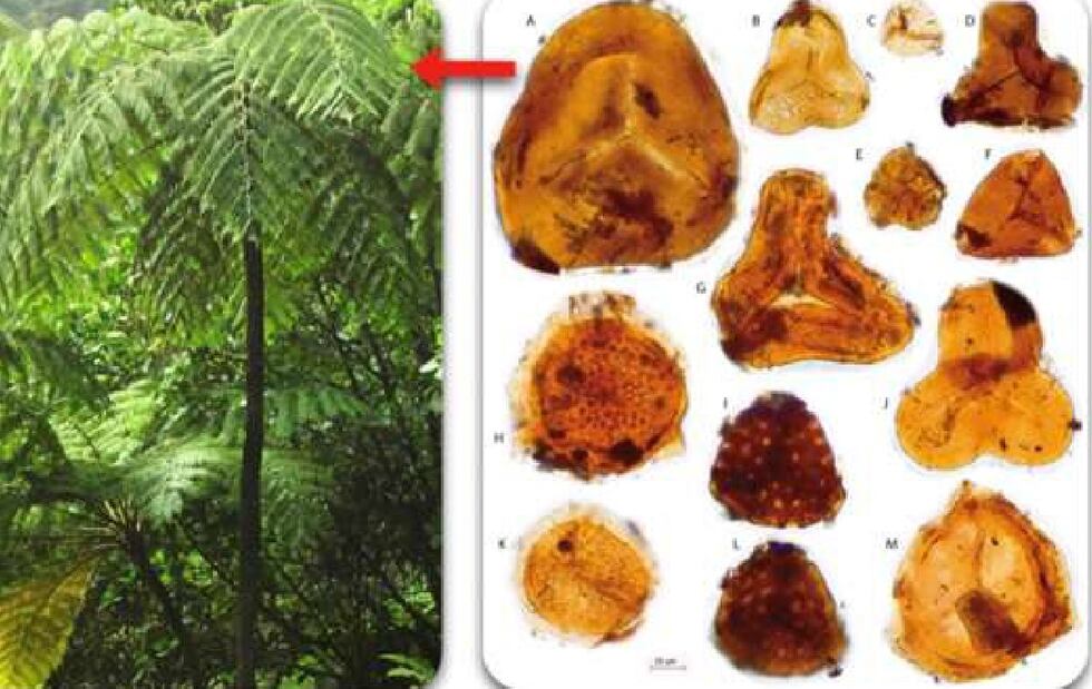 La dieta de los enormes dinosaurios de Morella: coníferas gigantes y ...