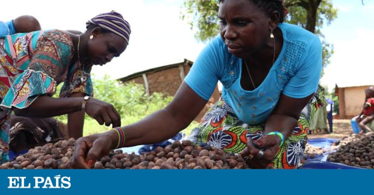 Cosmética con superpoderes a base de karité | Planeta Futuro | EL PAÍS