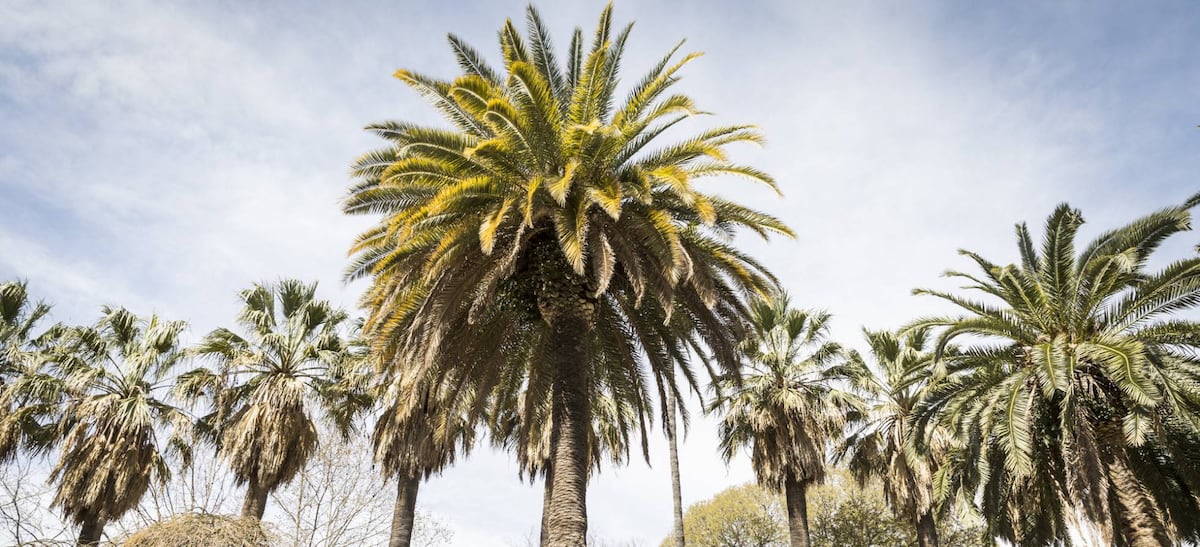 Una ruta por los árboles más icónicos de Valencia | Fotos | Los Blogs ...