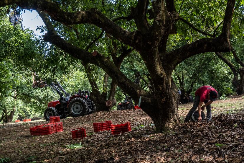 From fentanyl to avocado: The many faces of the Mexican cartels ...