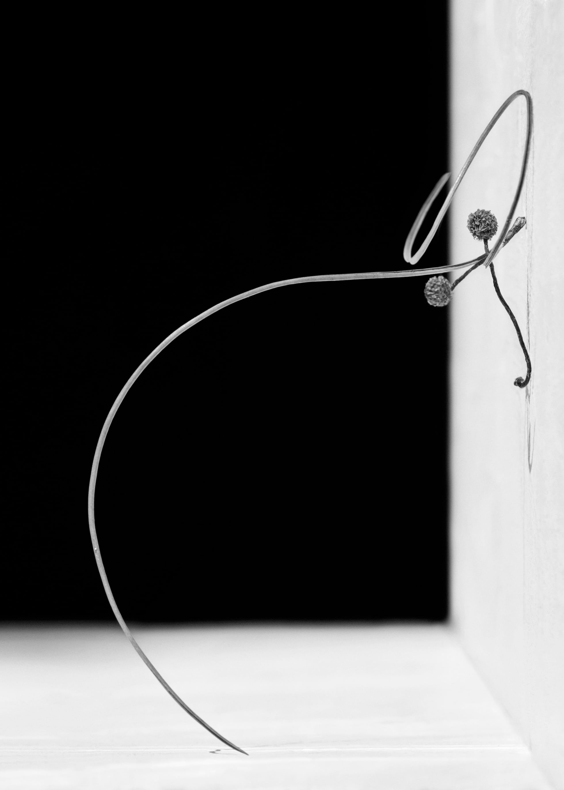 "Needles" de Txema Yeste: Hojas de pino, objetos de arte | EL PAÍS ...