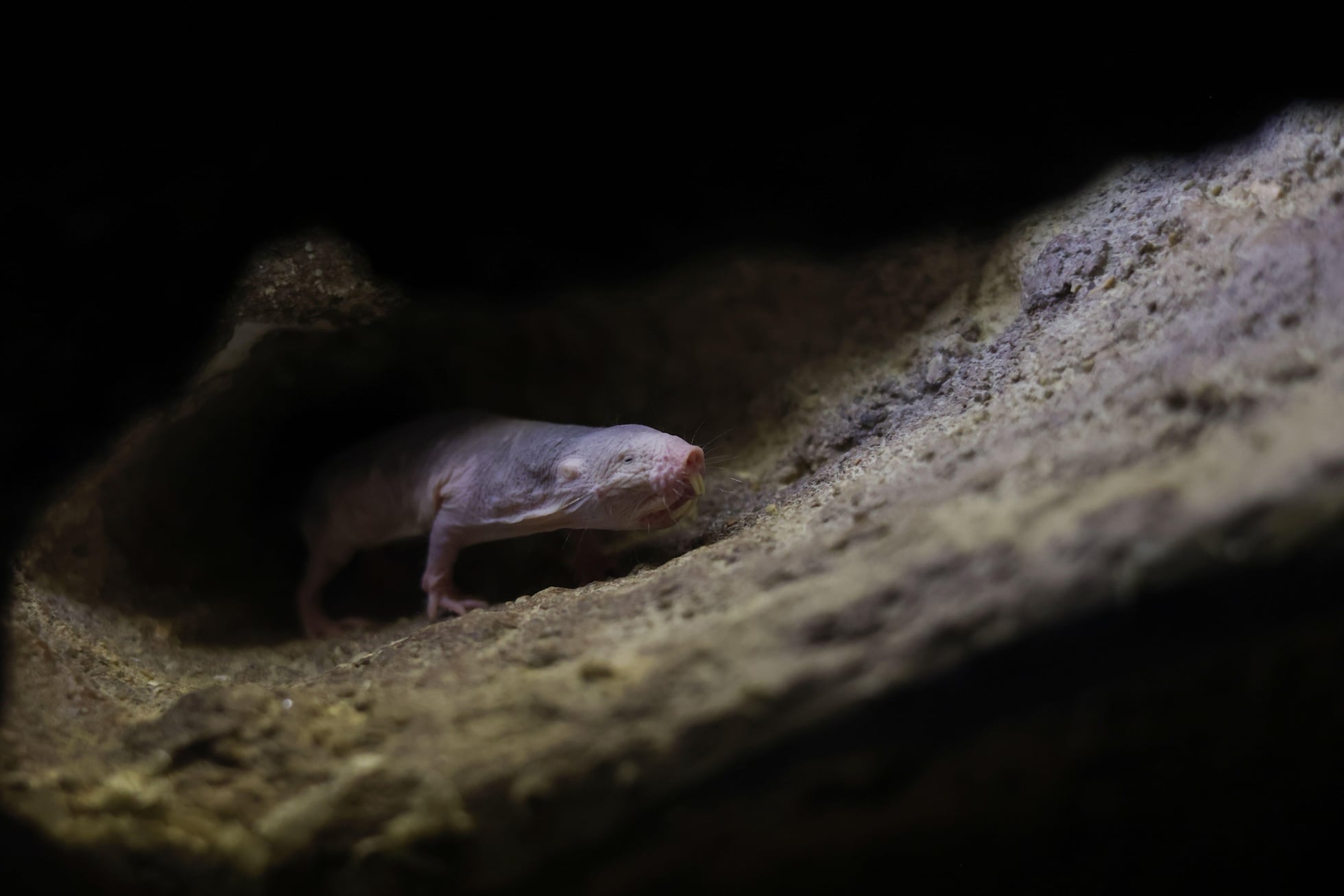 Chinese scientists discover the DNA secret behind the naked mole-rat’s ...