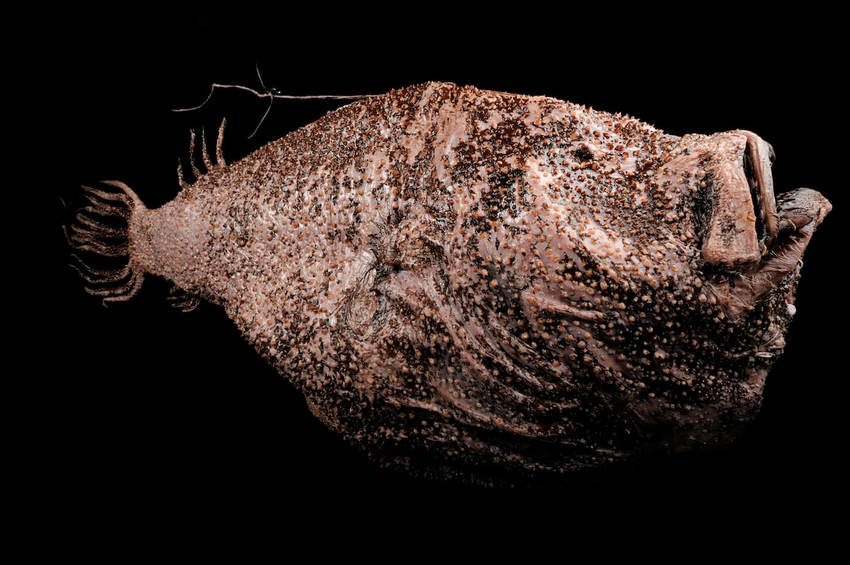 Fish: Anglerfish, the amazing sexual parasites of the abyss | Science ...