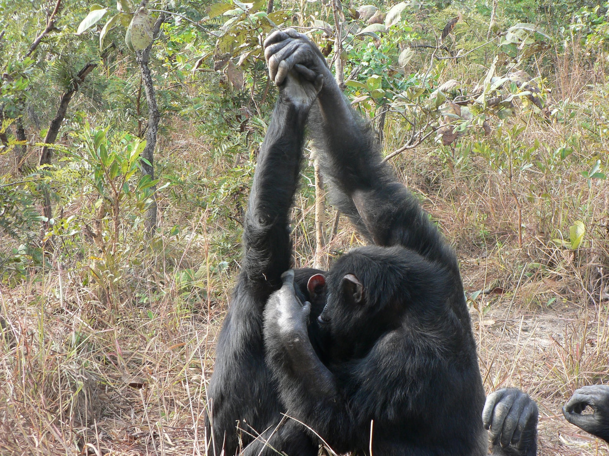 New study of grooming behavior shows chimpanzees have ‘influencers’ too ...