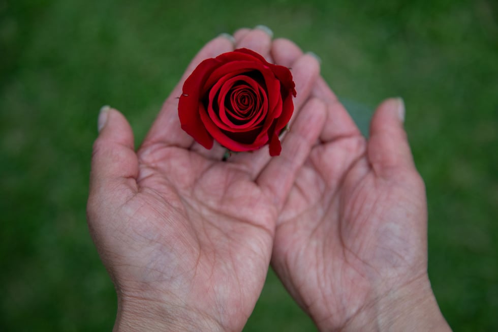 Las espinas de Tabacundo, la capital mundial de la rosa en Ecuador ...