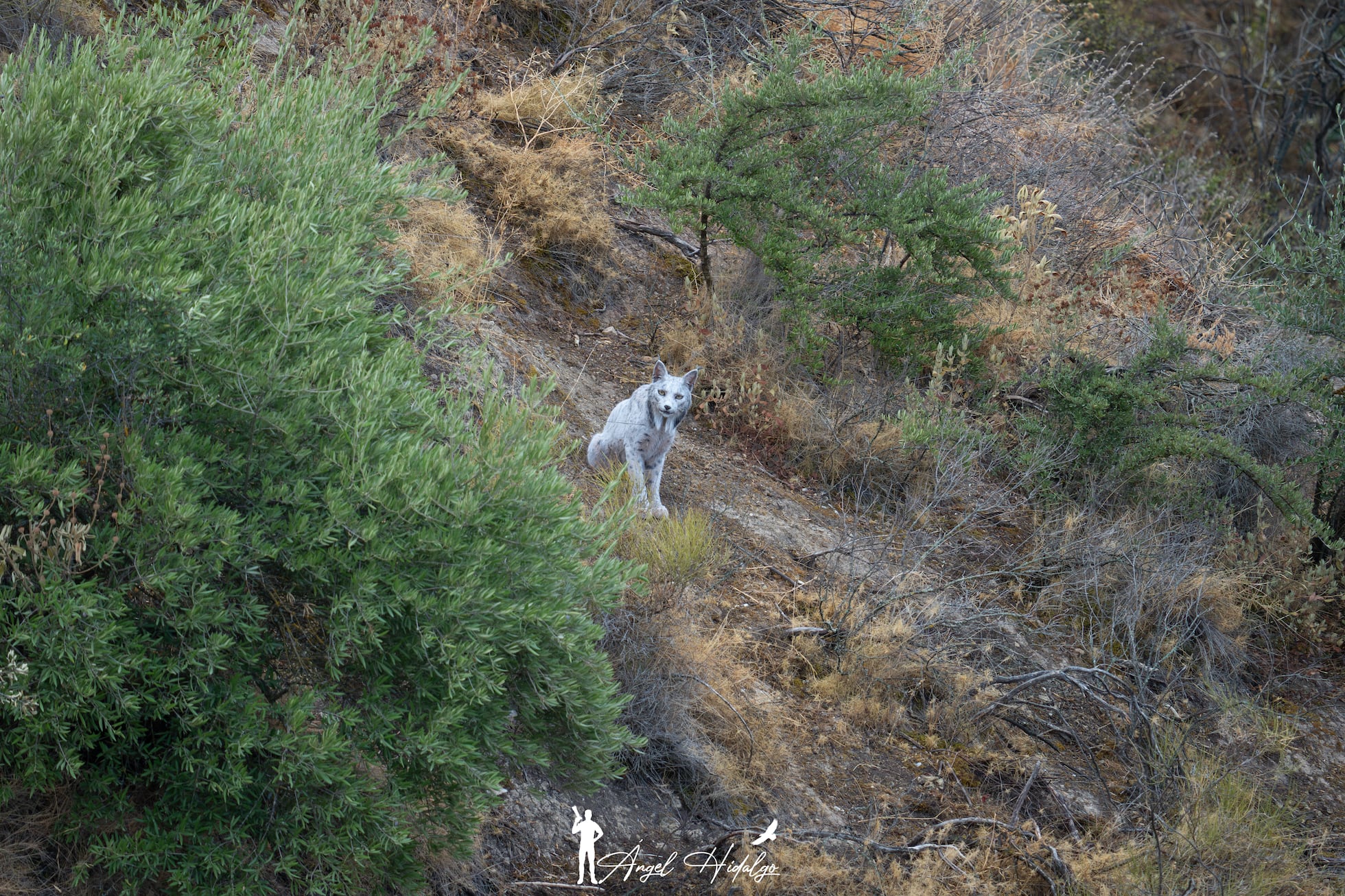 From the white Iberian lynx in Spain to the howler monkeys of Costa ...