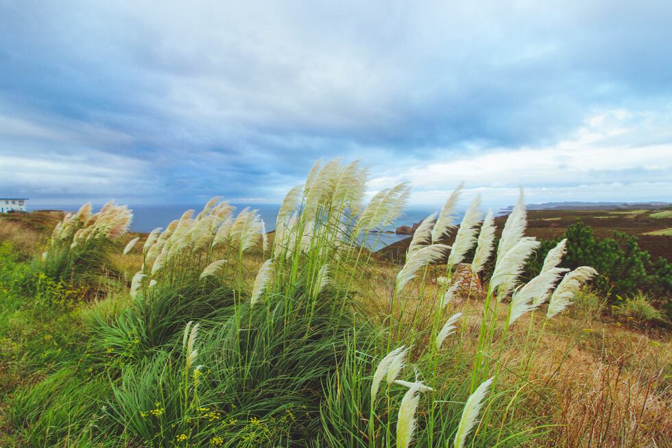 Plantas invasoras que ponen en riesgo la biodiversidad | Clima y Medio ...