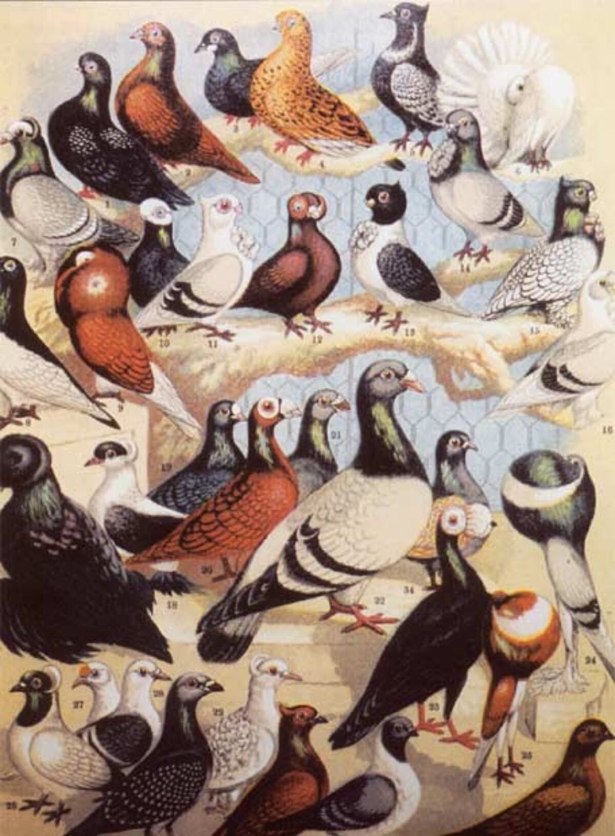 Cuadro de razas exóticas de palomas | Babelia | EL PAÍS