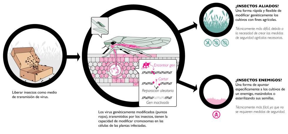 Insect Allies: Alerta por un programa militar para propagar virus con ...