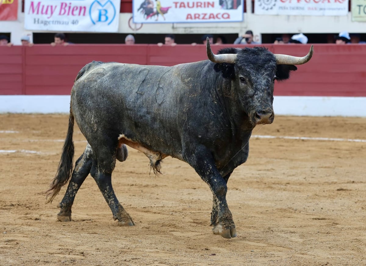 Feria del Toro de Vic-Fezensac: Saltillo y Vic dan gato por liebre ...