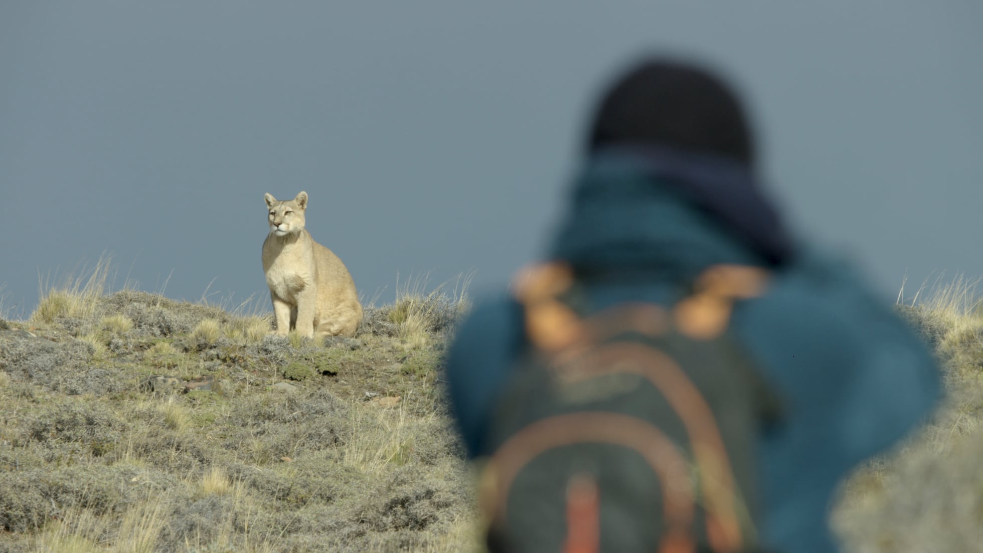 La vida secreta de los pumas y el primer vuelo de un cóndor: así se ...
