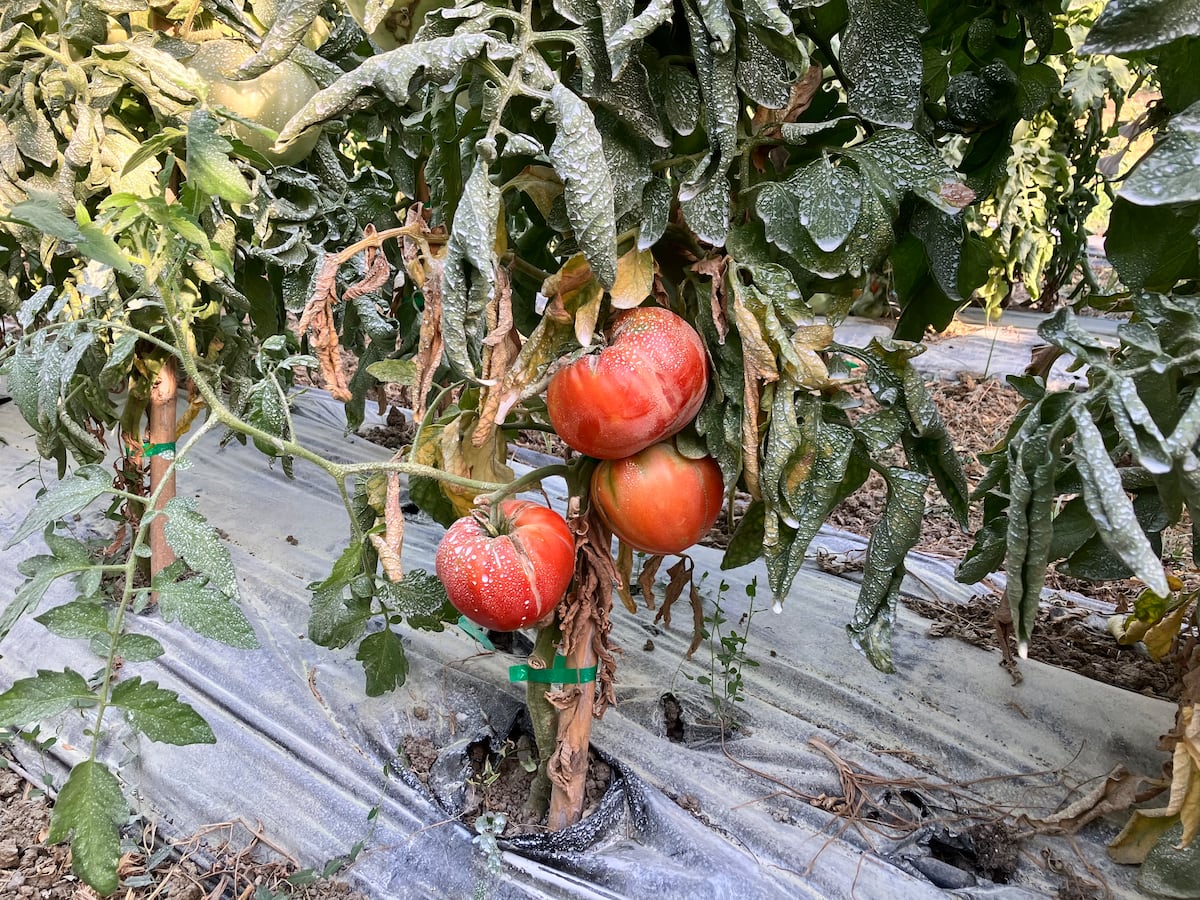 Los secretos del Huevo de toro, el tomate feo y deforme más caro de ...