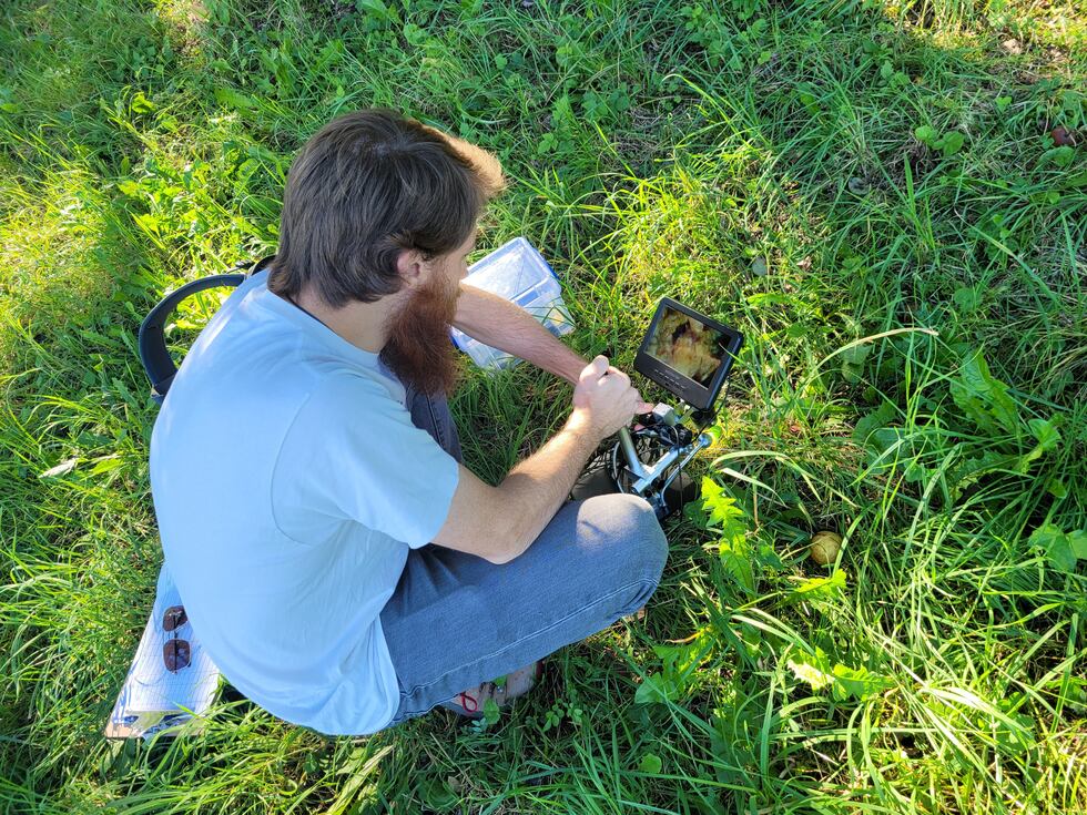 These tiny worms form living towers to become a super-organism ...