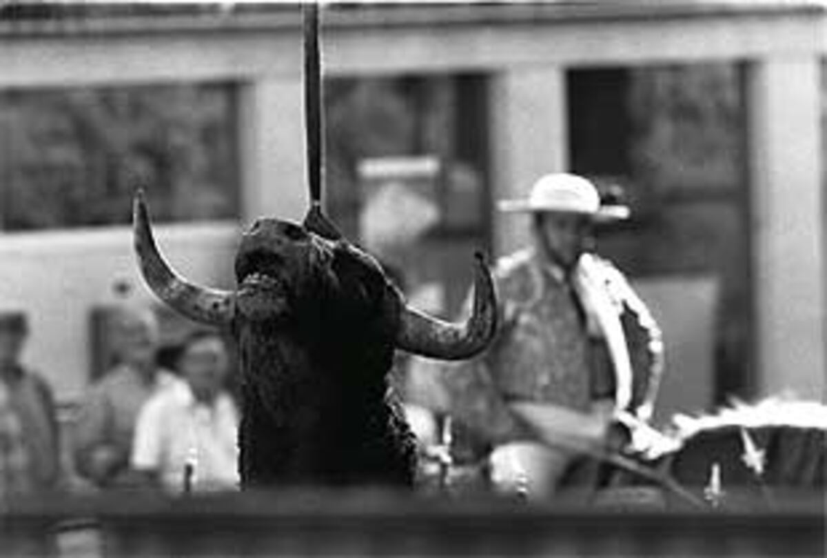 Un toro muerto es izado en un patio de cuadrillas antes de ser ...
