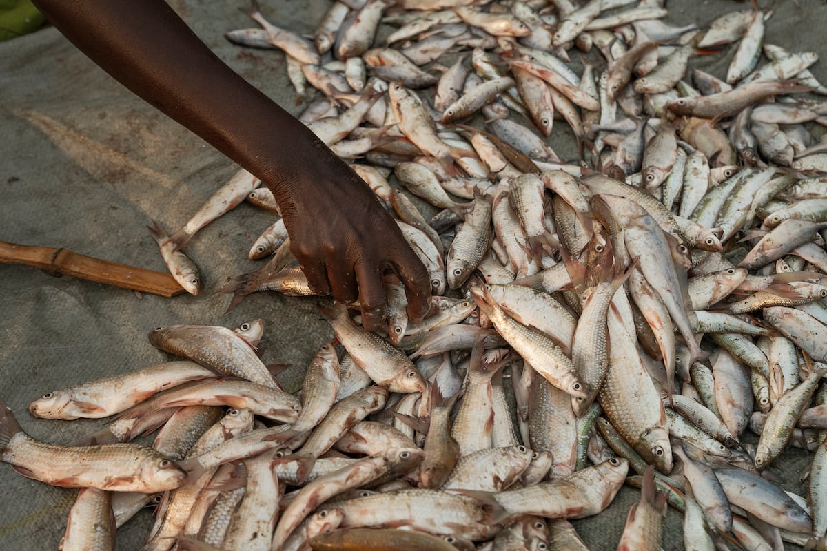 Nigeria’s nomadic fishermen, on the front lines of the climate crisis ...