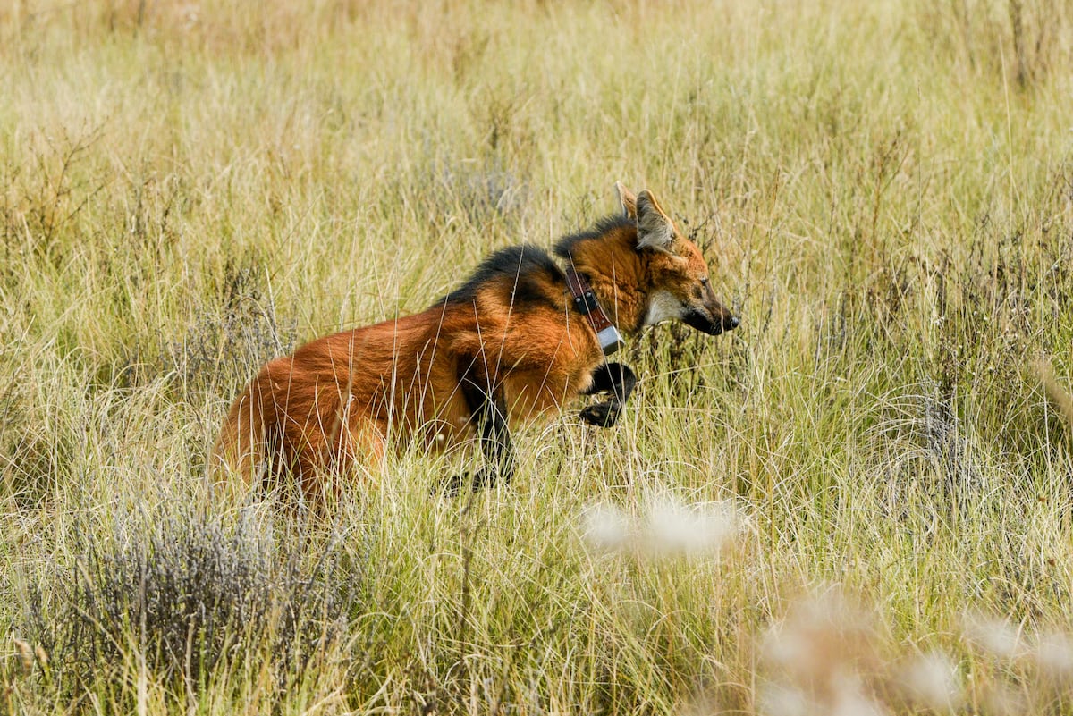 De vuelta a casa: la segunda vida de un aguará guazú, el gran zorro ...