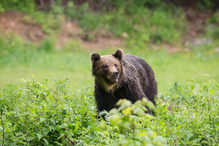 Slovakia to cull 350 brown bears after fatal attack | International ...