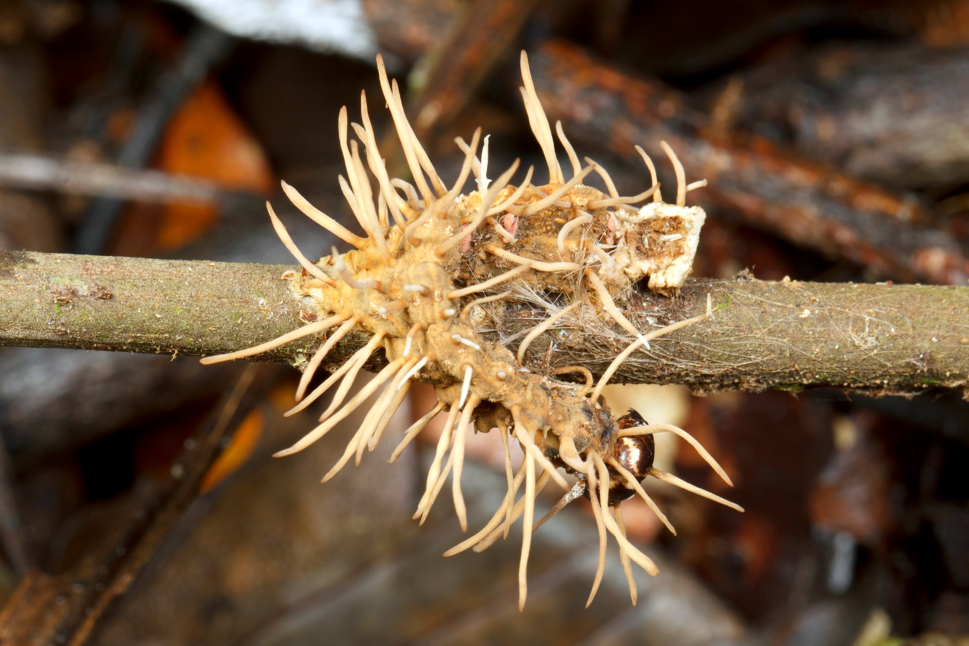 Zombie bugs: The parasites that hijack insect minds | Science | EL PAÍS ...