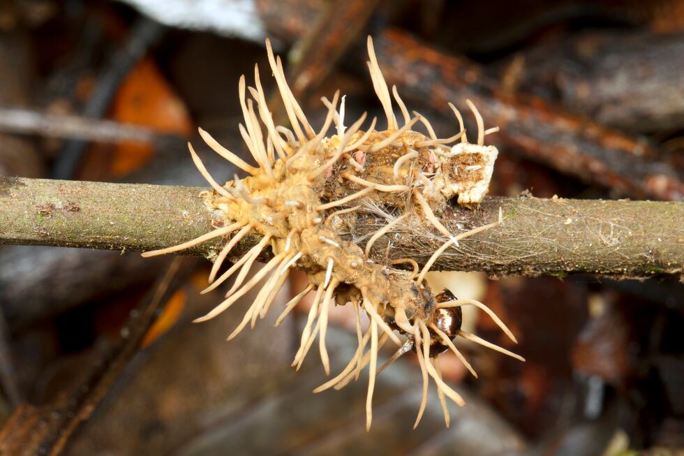 Zombie bugs: The parasites that hijack insect minds | Science | EL PAÍS ...