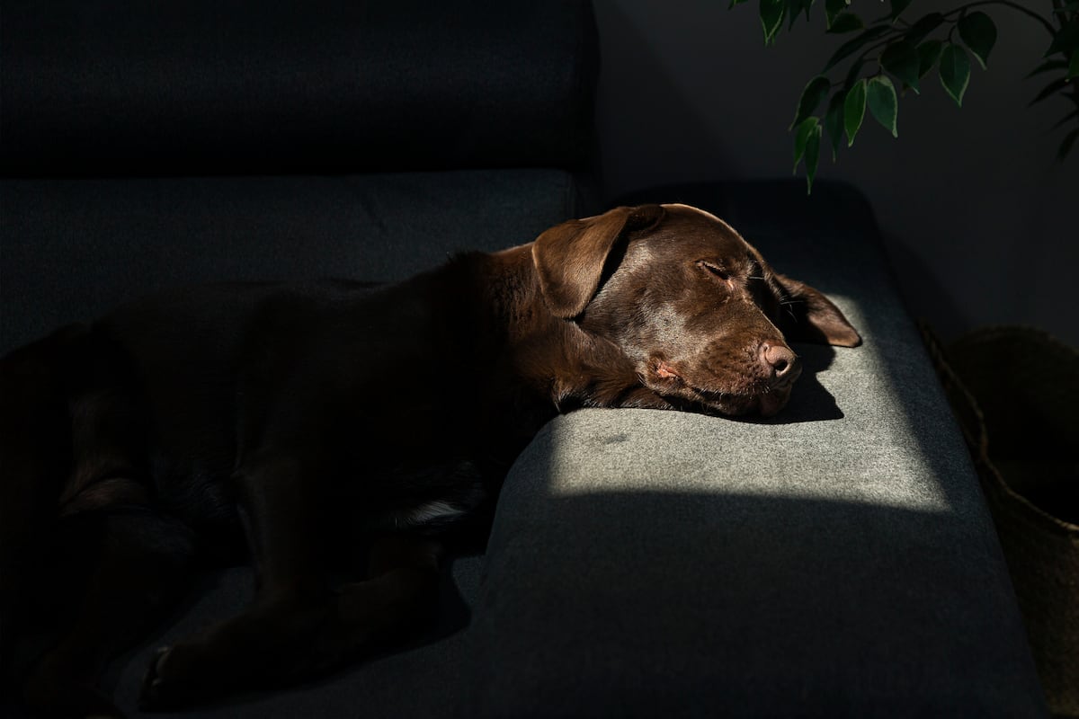 ¿Con qué sueña mi perro? ¿Qué pesadillas tuvo ese pulpo a la gallega ...