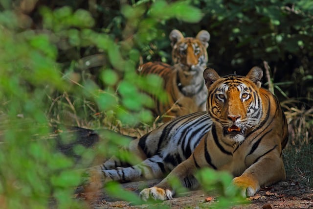 Where the tigers roar: A journey through history, myth and geography ...