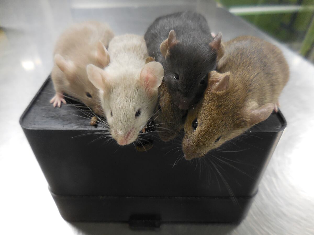 Scientists create mice with cells from two males for the first time ...