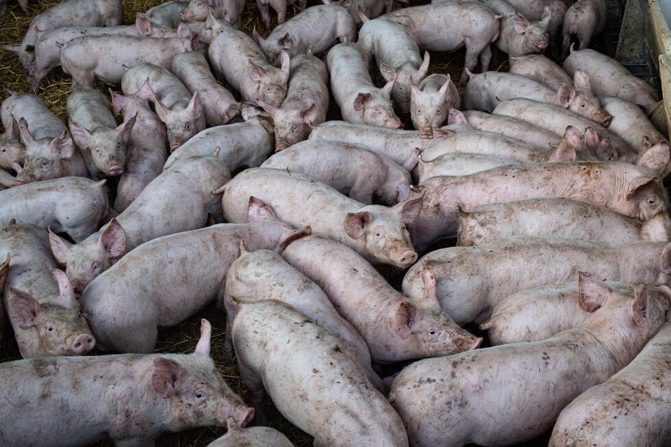 “Apesta a cerdo” | Clima y Medio Ambiente | EL PAÍS