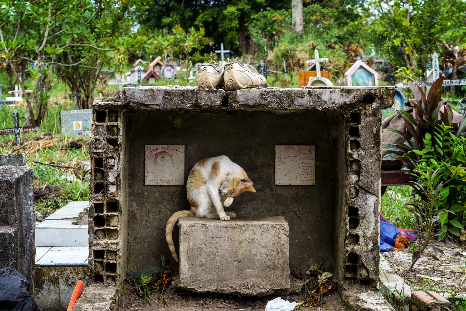 Perú: Los ‘guardianes’ del cementerio de Punchana: “Cuando tienes mono ...