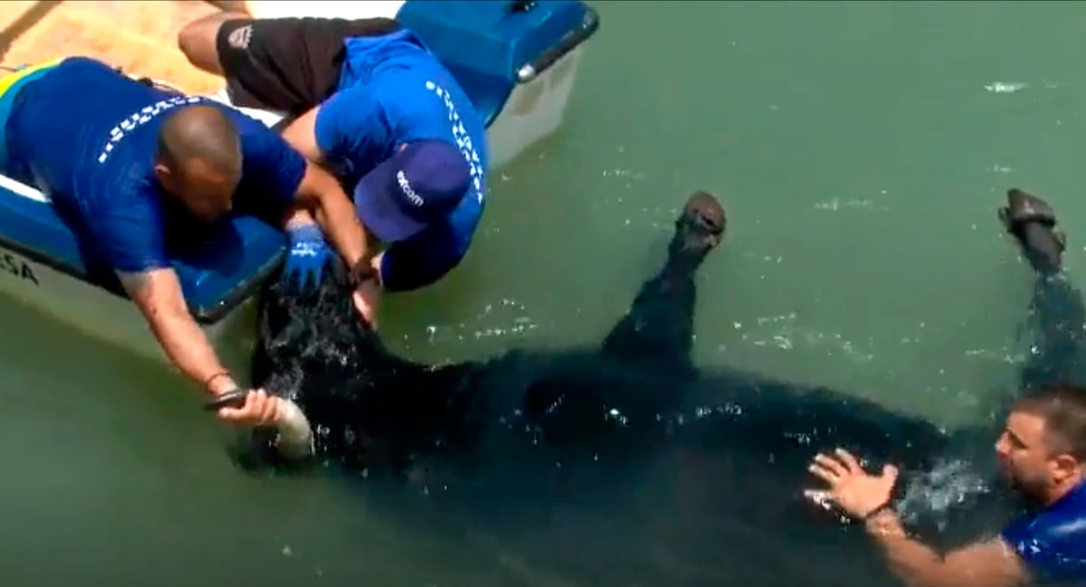 Muere ahogado un toro en los festejos de Bous a la mar de la localidad ...