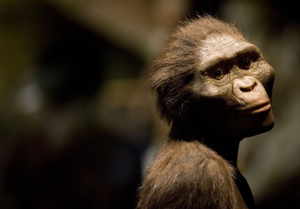 The legacy of Lucy, the ‘Australopithecus’ that changed our idea of ...