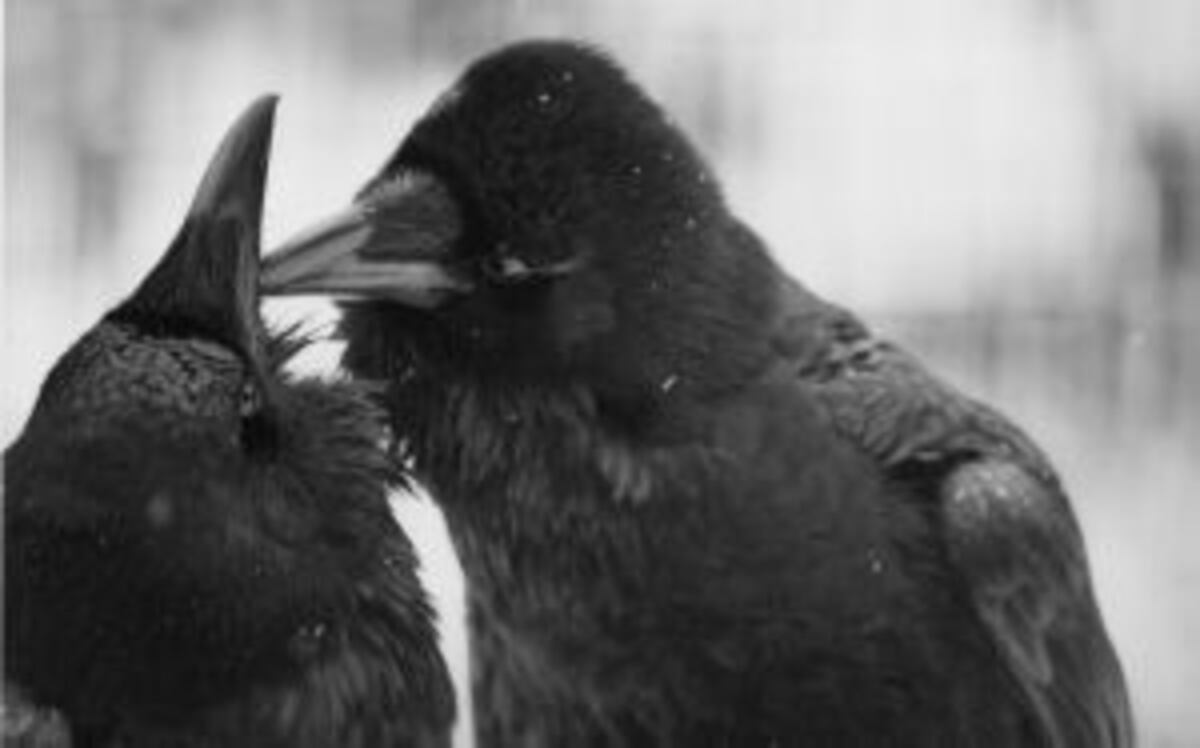 Understanding the evolution of a birdbrain’s mind | Sociedad | EL PAÍS
